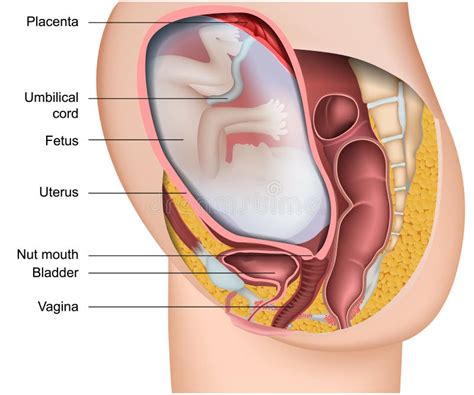 Female Anatomy Pregnancy Diagram Anatomy Of A Womans Pregnancy