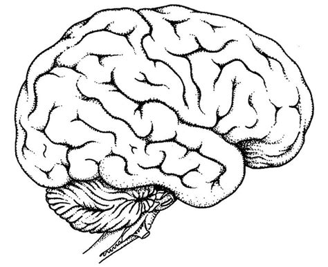 Desenhos De Cérebro Para Colorir Pintar E Imprimir Colorironlinecom