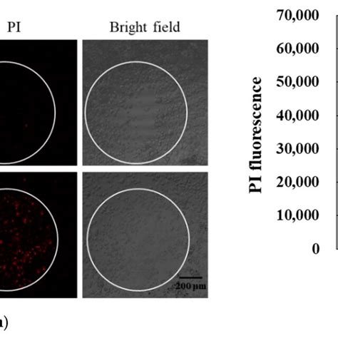A Calcein Pi Staining And Corresponding Bright Field Images And B Download Scientific