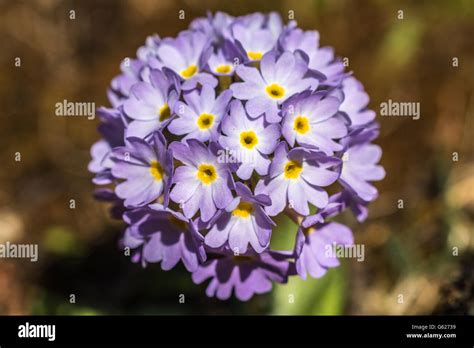 Flower ball -Fotos und -Bildmaterial in hoher Auflösung – Alamy