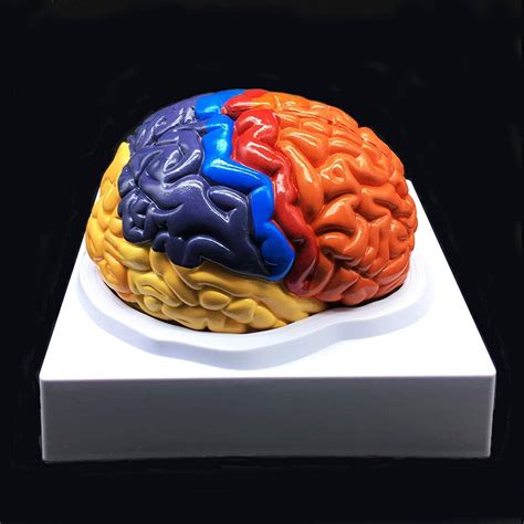 Buy Gaofan Human Brain Model Color Coded Partitioned Brain Anatomically Accurate Brain Model For