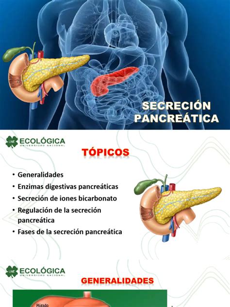 Secreción Pancreática Enzimas Y Regulación Pdf