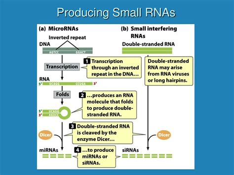 PPT RNA Molecules Functions And Processing In Protein Synthesis PowerPoint Presentation ID