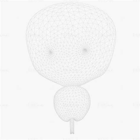 Bladder Cross Section 3d Model
