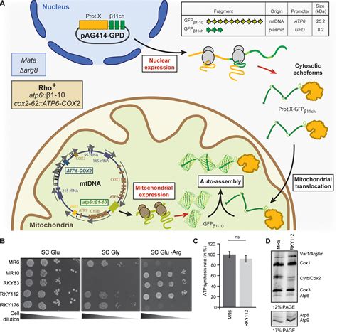 Assigning Mitochondrial Localization Of Dual Localized Proteins Using A Yeast Bi Genomic