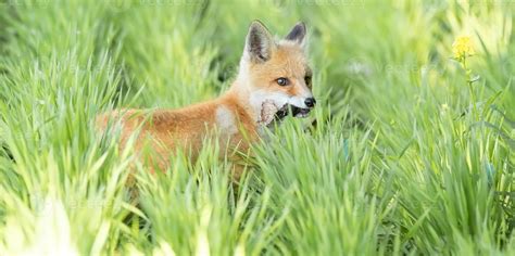 Un Magnifique Renard Roux Vulpes Vulpes Sauvage à La Recherche De