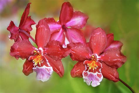 Orchid Photograph By Isabela And Skender Cocoli Pixels