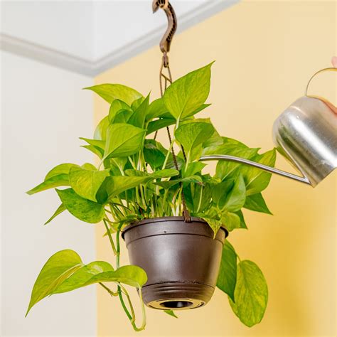 Jessenia Pothos Medium Costa Farms