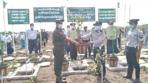 ဖျာပုံမြို့နယ်၊ အမာမြို့၊ မမွှေးကွင်းကျေးရွာ၊ ပျဉ်ဒရယ် သစ်တောကြိုးဝိုင်းတွင် မိုးရာသီ ဒီရေတော တစ