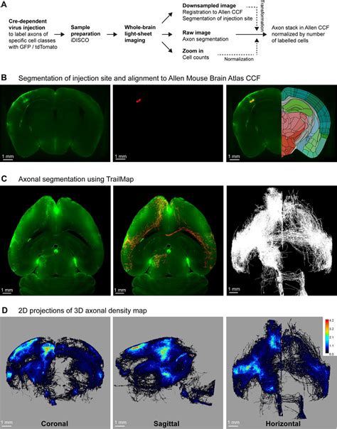 Figures And Data In Cell Class Specific Long Range Axonal Projections Of Neurons In Mouse