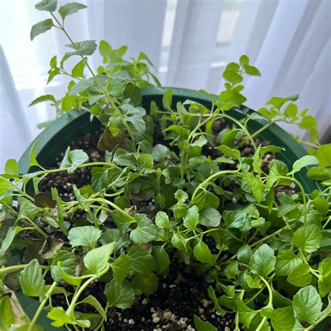 🌿 Mexican Mint Width What To Expect