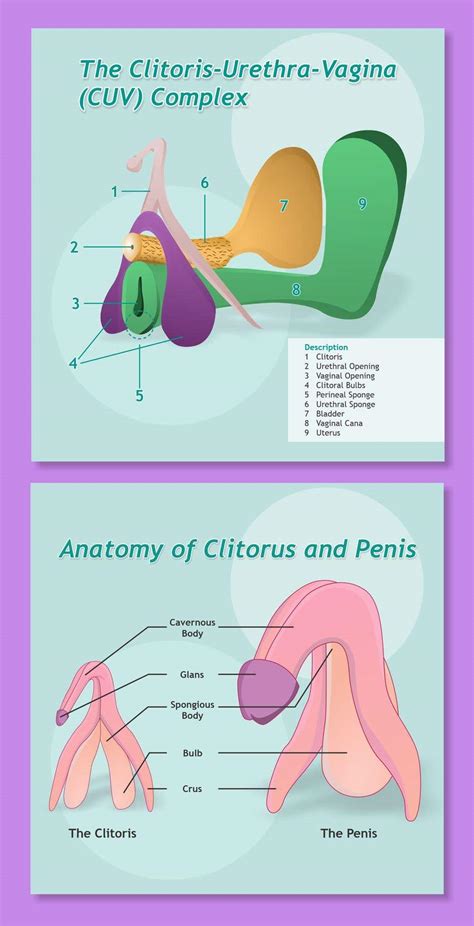 Entry 12 By Sico66 For Remake Graphic Based On Example Of Female And Male Anatomy Pictures
