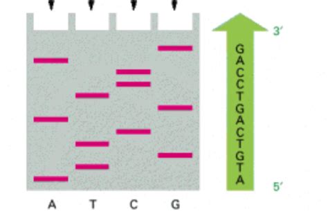 Dna Sequencing Flashcards Quizlet