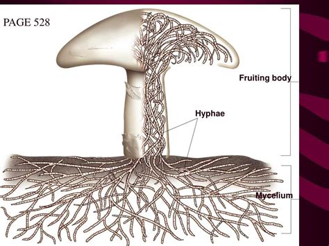 Ppt Understanding The Kingdom Fungi Structure Reproduction Ecology