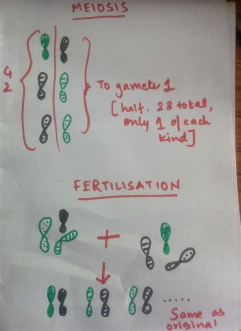 Genetics How Does DNA From Sperm Fuse With DNA In Egg Biology Stack Exchange