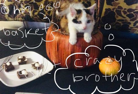 Fudge And Kittens Krave