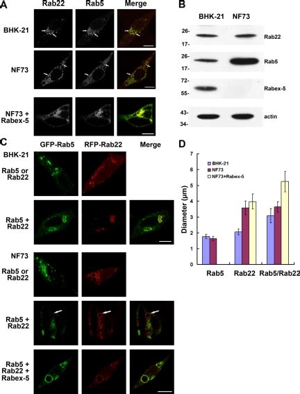 Rabex 5 Is A Rab22 Effector And Mediates A Rab22 Rab5 Signaling Cascade