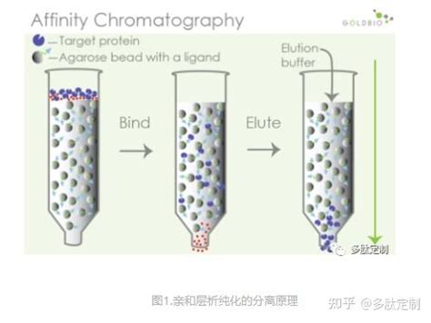 蛋白纯化常用方法简介 知乎