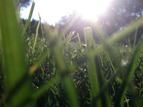 Pretty Grass By Bionicgirl103 On Deviantart