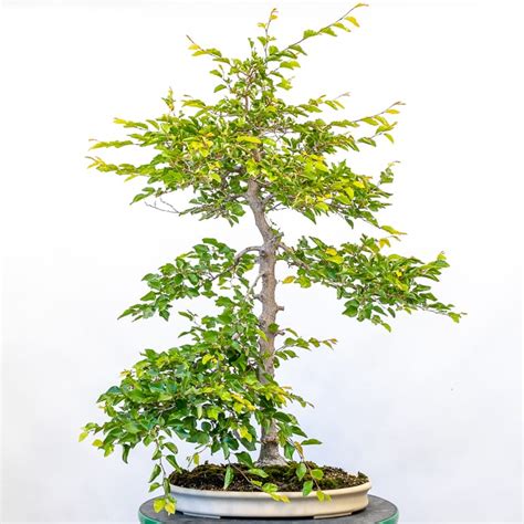 Refining A Slender Korean Hornbeam Bonsai Tonight
