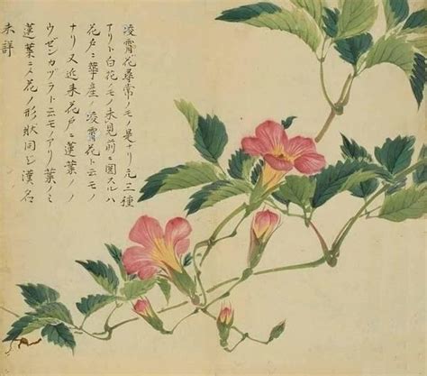 工筆花卉植物圖譜太實用了收藏 每日頭條