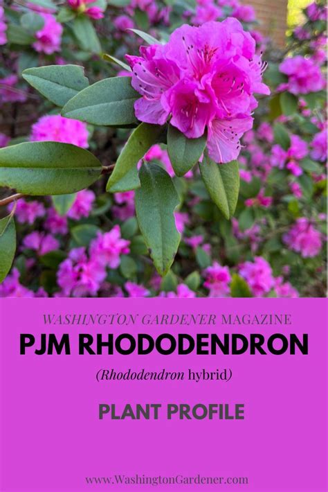 Pjm Rhododendron Plant Profile Evergreen Shrub With Bold Spring Flowers