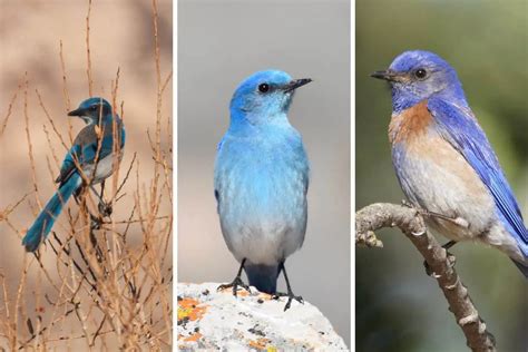 15 Blue Birds In California With Photos Bird Feeder Hub