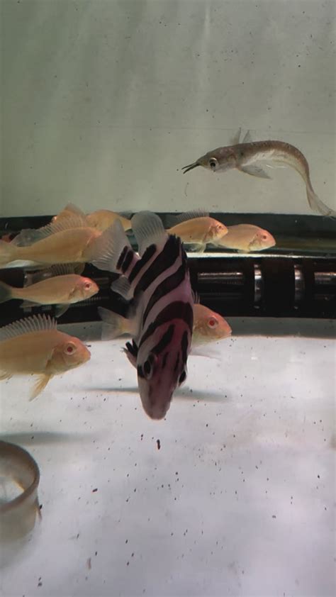 3 Bar Indo Datnoid A Grade Datnioides Microlepis Monsteraquariumonline