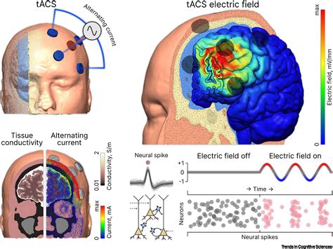 Brain Physiology And Behavior