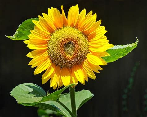 해바라기 꽃 노란색 Pixabay의 무료 사진 해바라기 꽃 꽃 세밀화