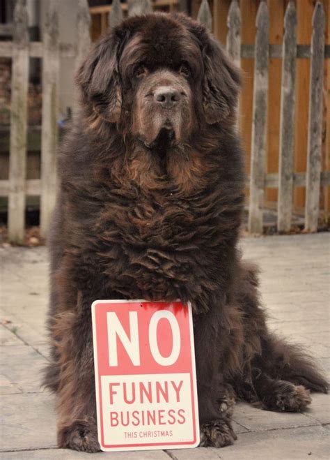 No Funny Business Alchetron The Free Social Encyclopedia