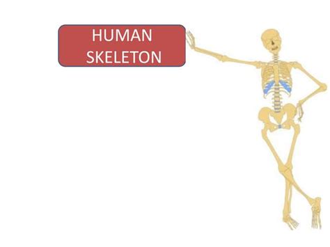 Human Skeletal System Class 11 Sciencepptx