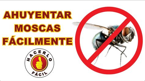 Como Eliminar Moscas En Casa Remedios Caseros Dibujos Cute Para Imprimir