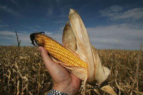 Corn Protein Could Solve Battery Problem The Western Producer