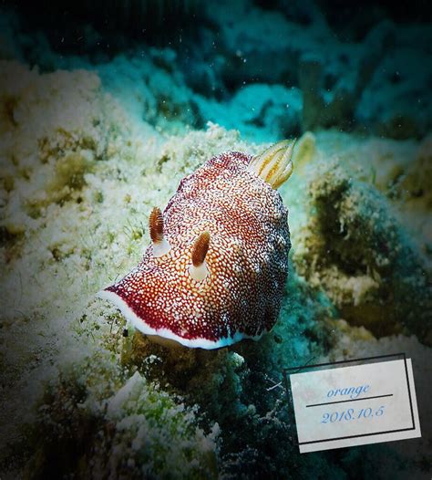 用户照片 Chromodoris reticulata 白边红醩多彩海蛞蝓 喵潜AI鱼类辨识 FISH ID 你的在线鱼书