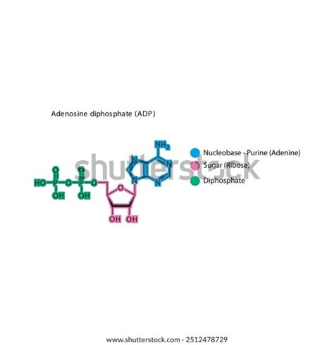 Adenosine Diphosphate Adp Skeletal Structure Schematic Stock Vector Royalty Free 2512478729