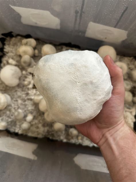 [actives] oops all blob r mushroomgrowers