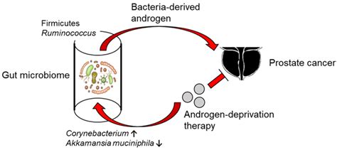Interactions Between The Gut Microbiome And Prostate Cancer In Androgen