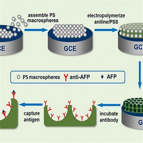 Schematic Diagram Of The Detection Of AFP Using The Developed Download Scientific Diagram