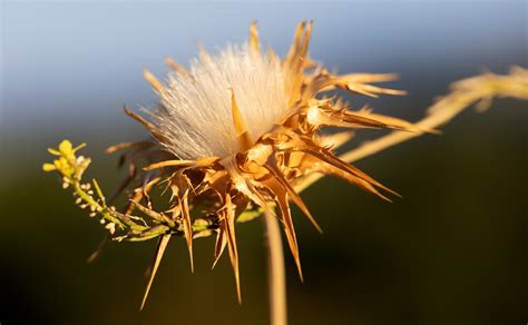 Download Thistle Milk Thistle Silybum Marianum Royalty Free Stock