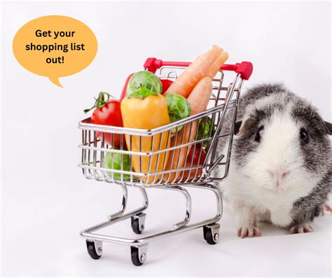 Guinea Pig Owners Are You Not Feeding Your Guinea Pigs Enough Fresh