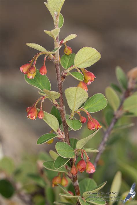 Botany In Romania But Not Only Cotoneaster Integerrimus Medik