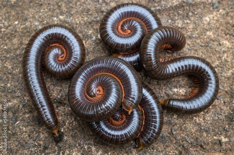 Millipedes Are Arthropods That Have Two Pairs Of Legs Per Segment