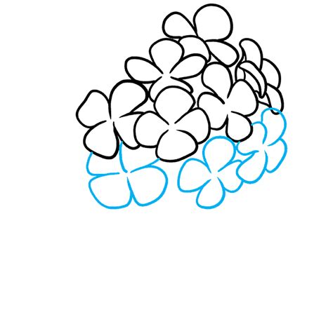 Hydrangea Bush Drawing