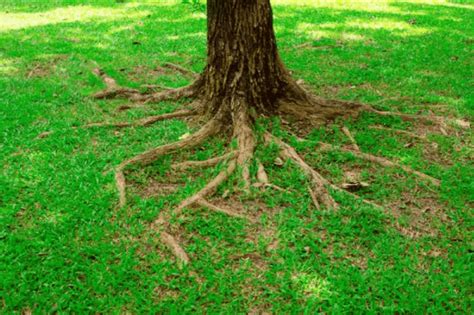 Trees With Shallow Roots Learn The Impact And Importance