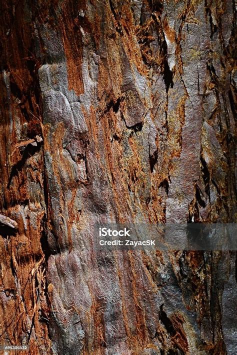 Reddish Bark Wood Texture Of Giant Sequoia Sequoiadendron Giganteum