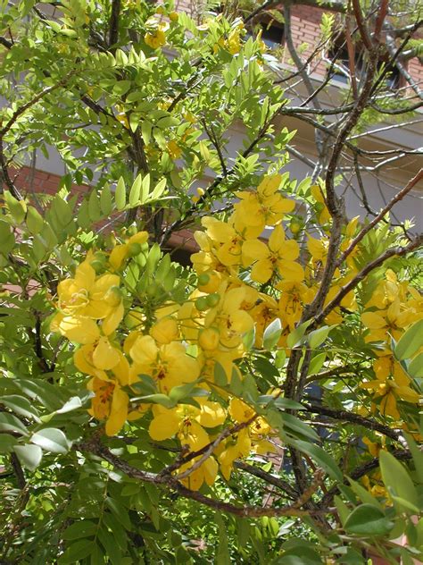 Cassia Tree Varieties