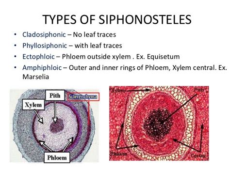 Stelar Evolution In Pteridophytes