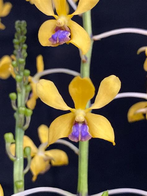 Vanda Parviflora Syn Vanda Testacea The Orchid Patio