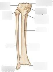 Tibia Diagram Quizlet